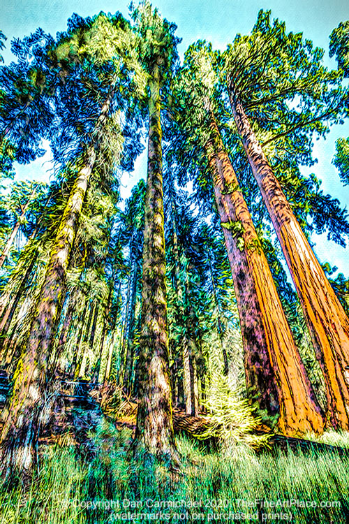 Redwood Trees Giants Among Us - The Fine Art Place